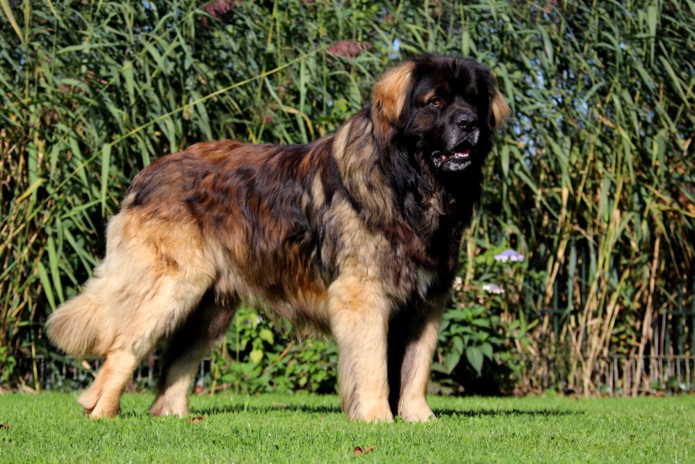 Onze Leonbergers