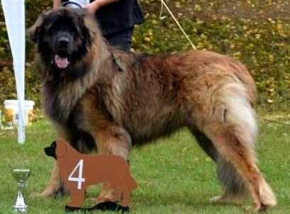 Leonberger